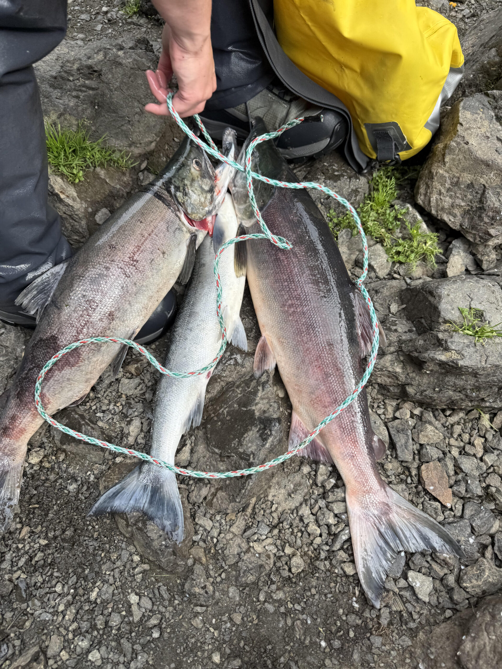 2025 Alaska Sport Fishing Survey begins annual mailout - The Alaska Current